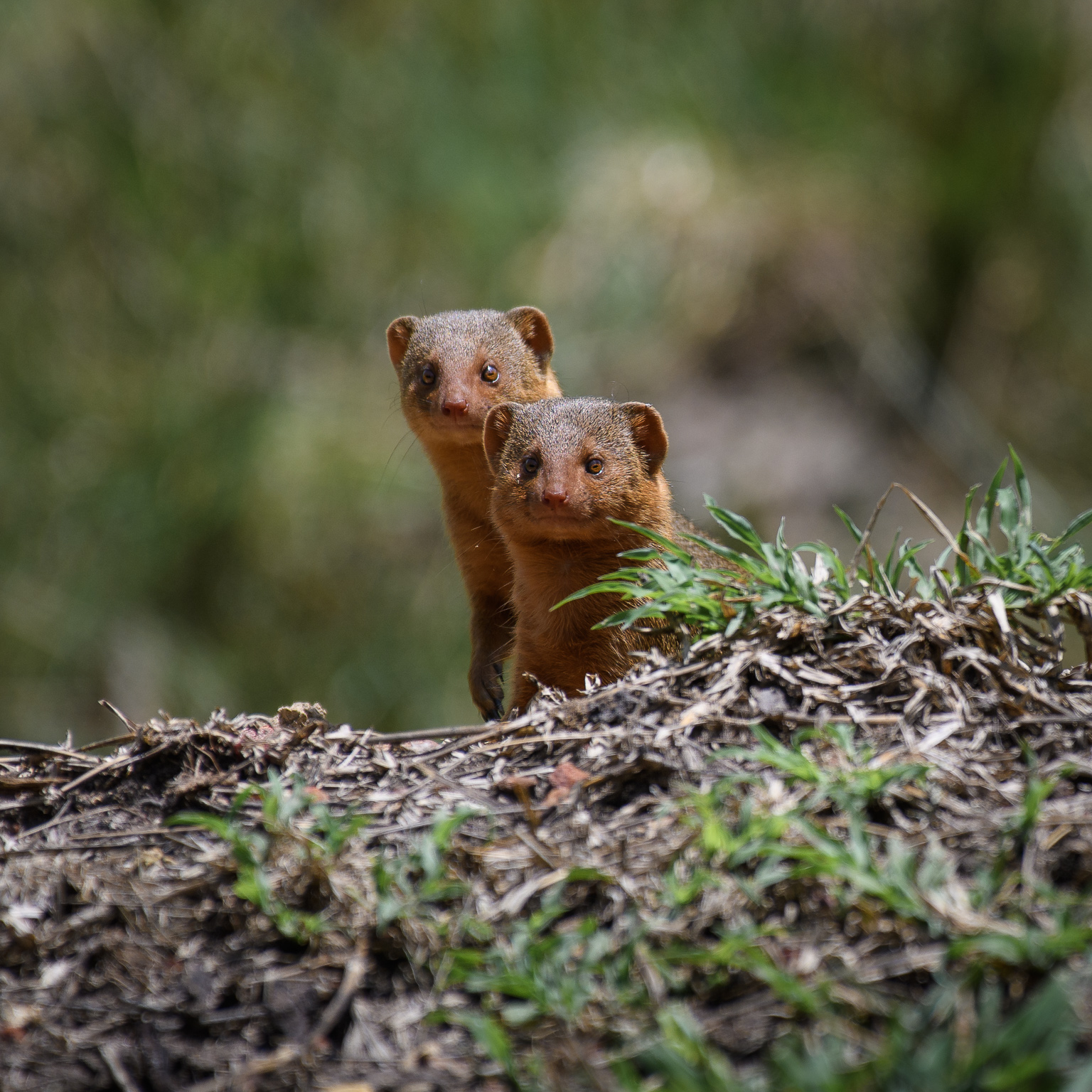 Africa – Ian Mears Photography