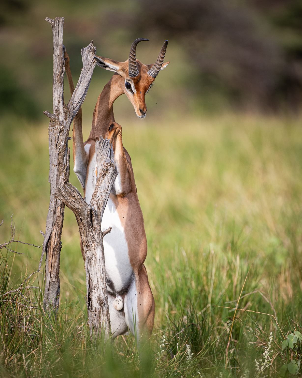 Africa – Ian Mears Photography