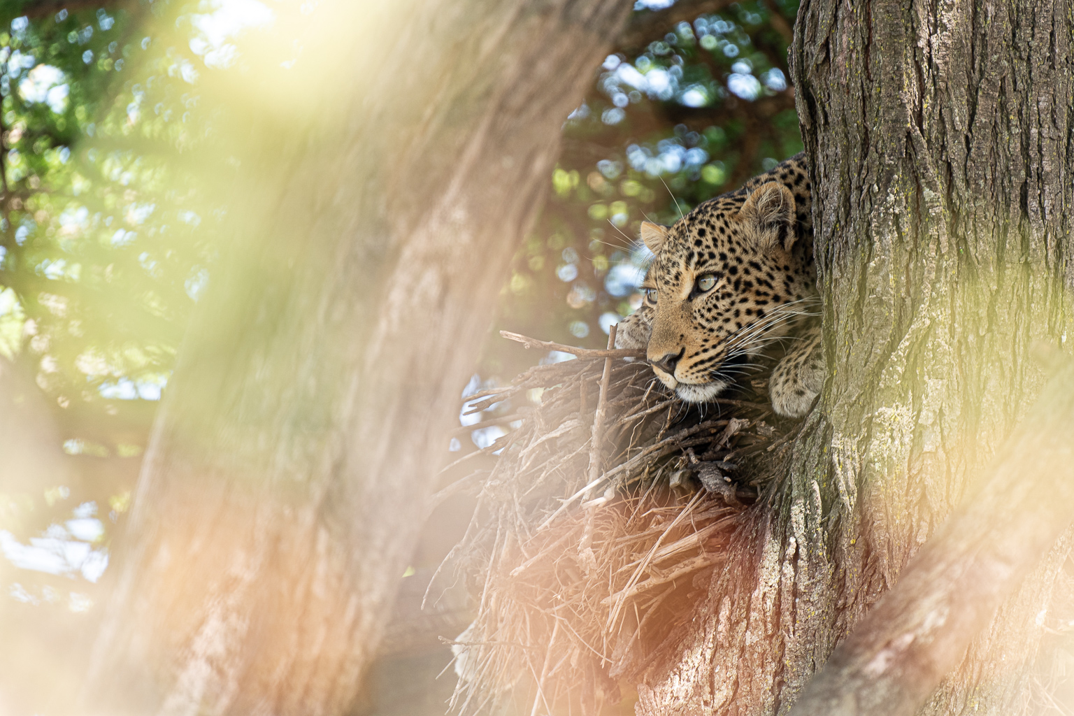 Africa – Ian Mears Photography